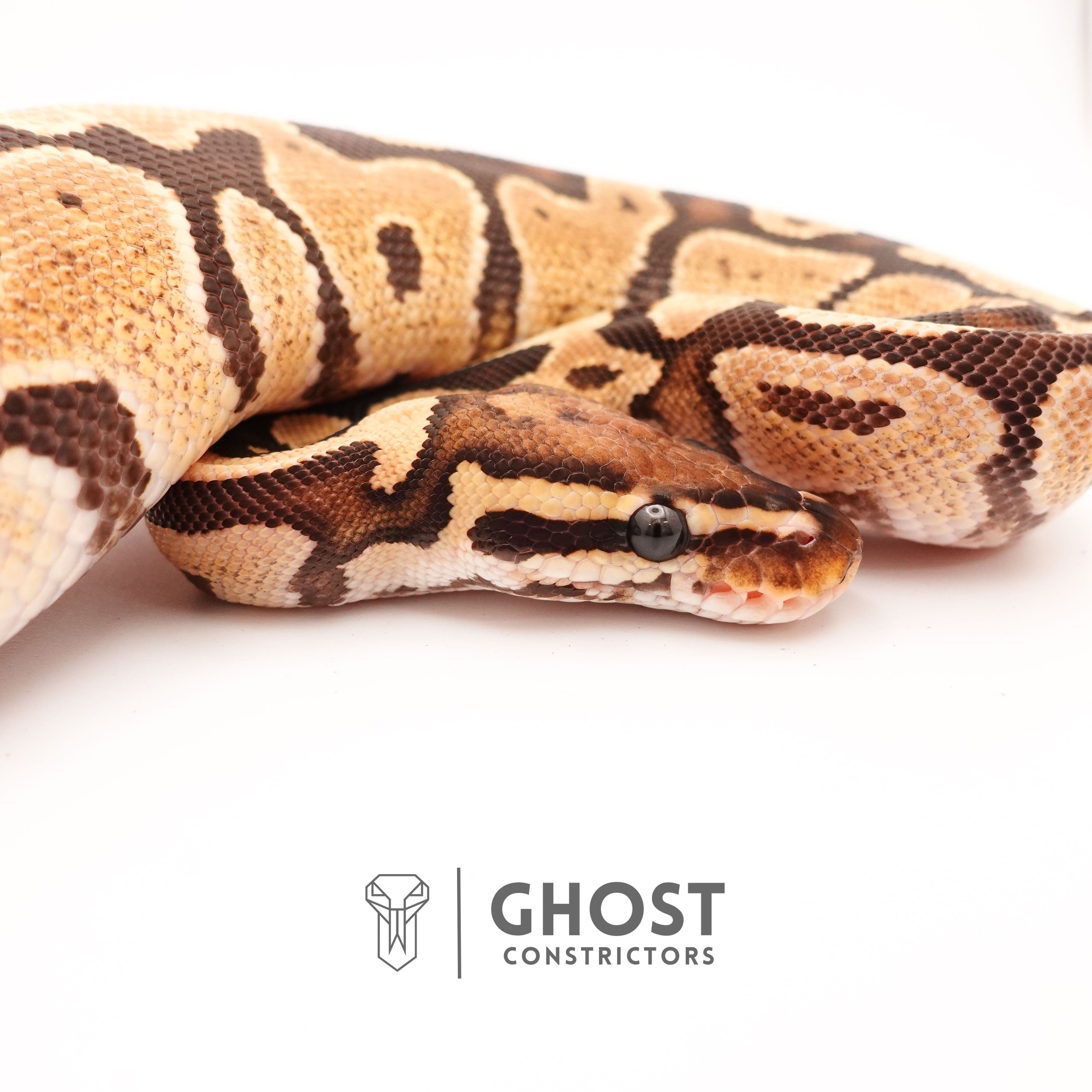 Enchi Ball Pythons for Sale | Pattern-Enhancing Morphs – Ghost Constrictors