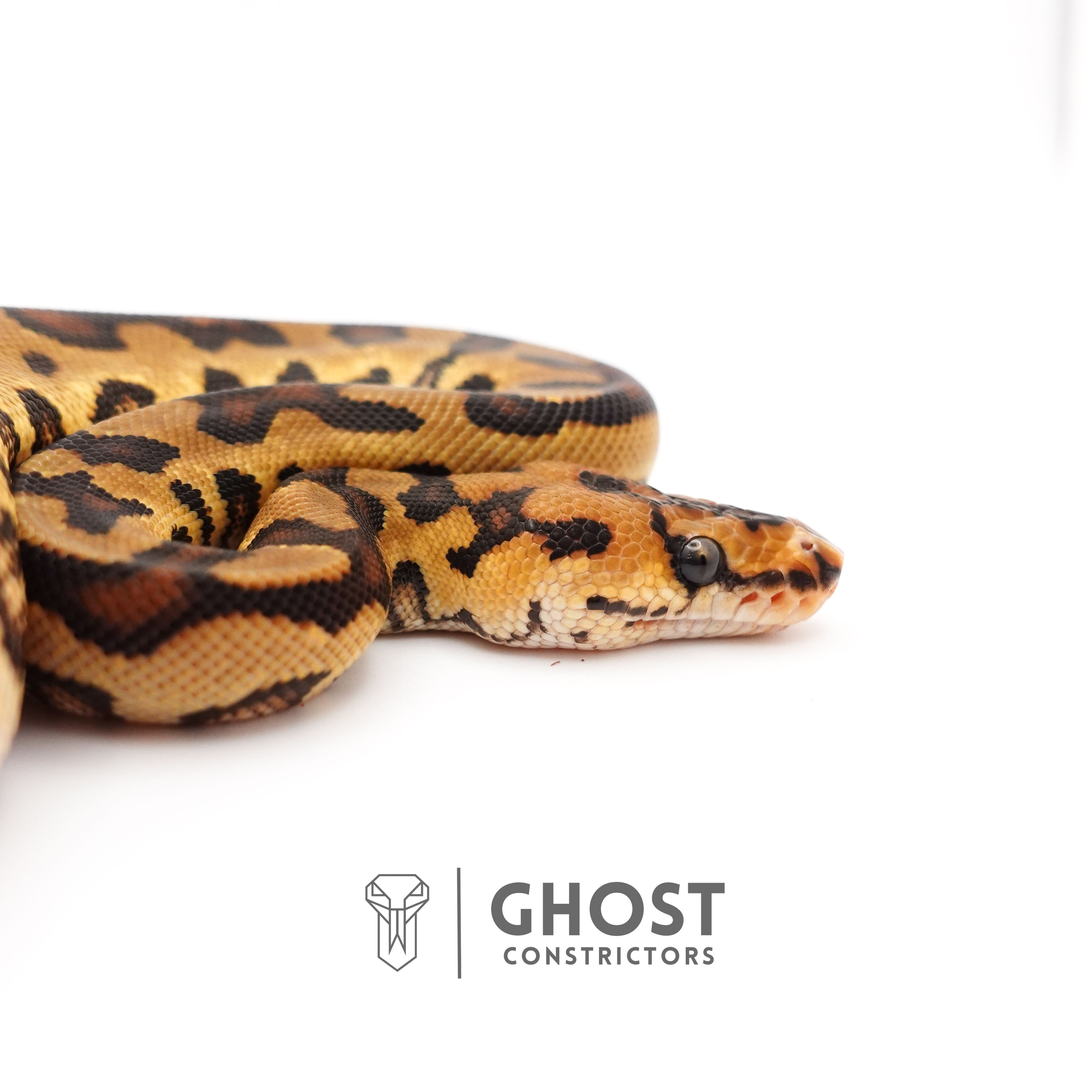 Spotnose Ball Pythons for Sale | Unique Pattern Morphs – Ghost Constrictors