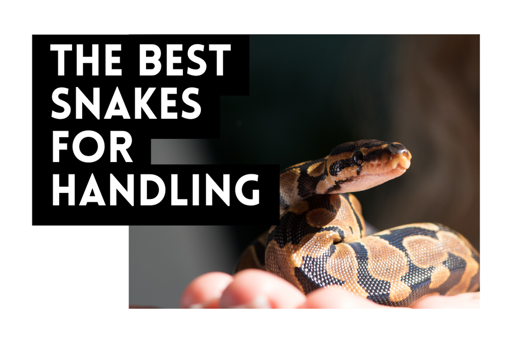Best Snakes for Handling | Friendliest Pet Snakes for Beginners & Kids ...