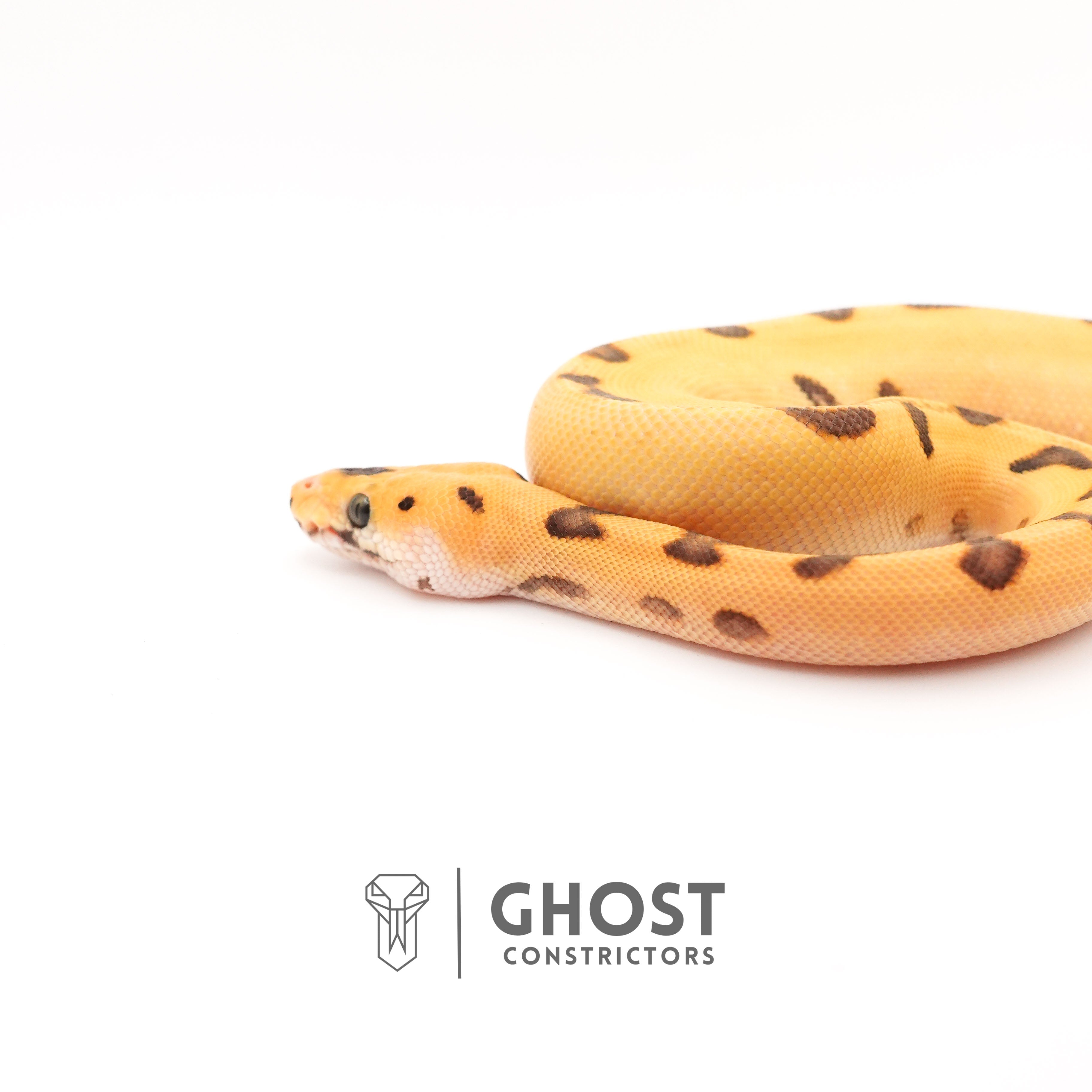 Ball Pythons for Sale – Ghost Constrictors