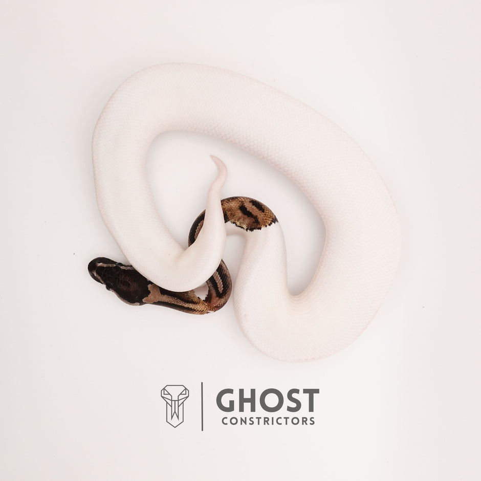Ball Pythons for Sale | Pet Snakes, Royal Pythons & Pied Ball Pythons – Ghost Constrictors