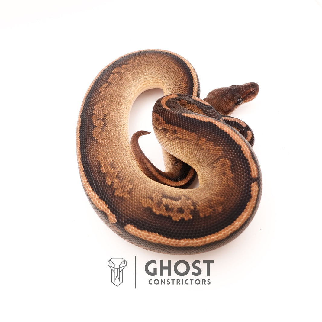 Black Ball Python for Sale | Dark Morphs – Ghost Constrictors
