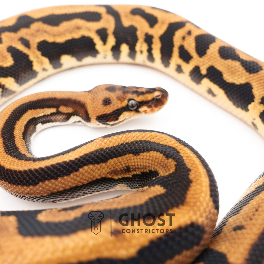 Ball Pythons for Sale – Ghost Constrictors