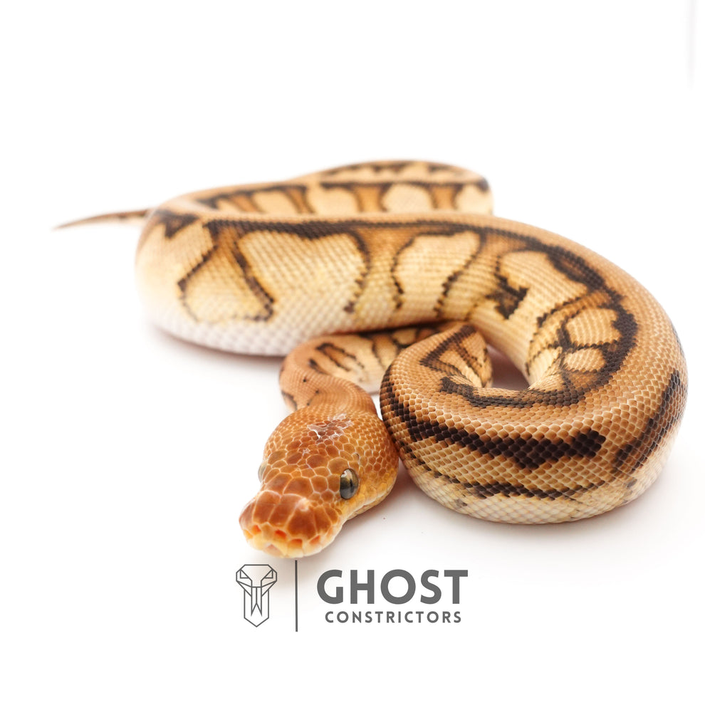 Spotnose Genetic Stripe Clown Het Desert Ghost Ball Python – Ghost Constrictors