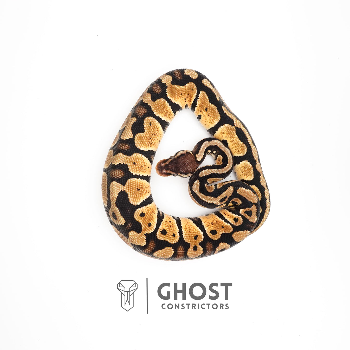 Mystic Ball Python – Ghost Constrictors