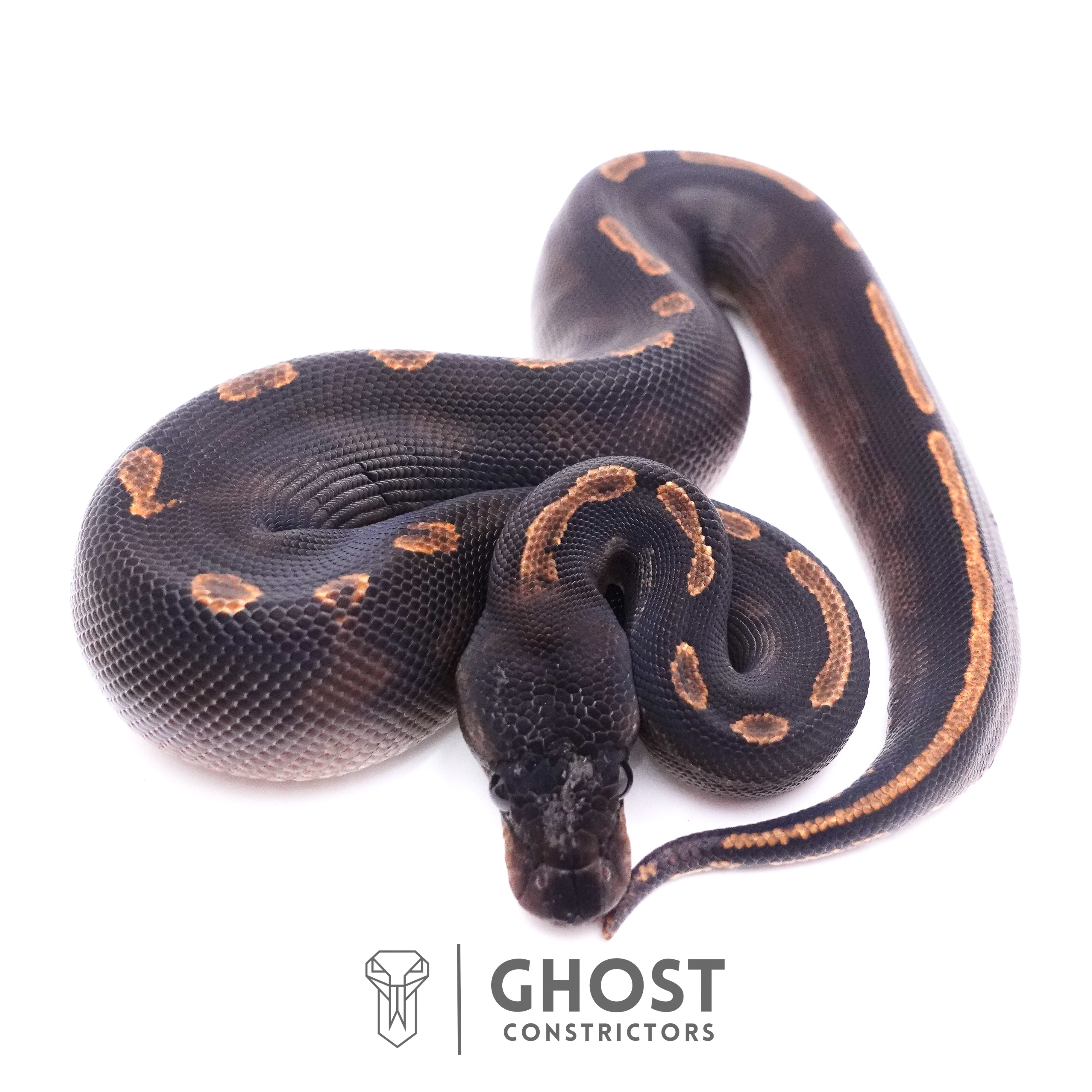 Black Ball Python for Sale | Dark Morphs – Ghost Constrictors
