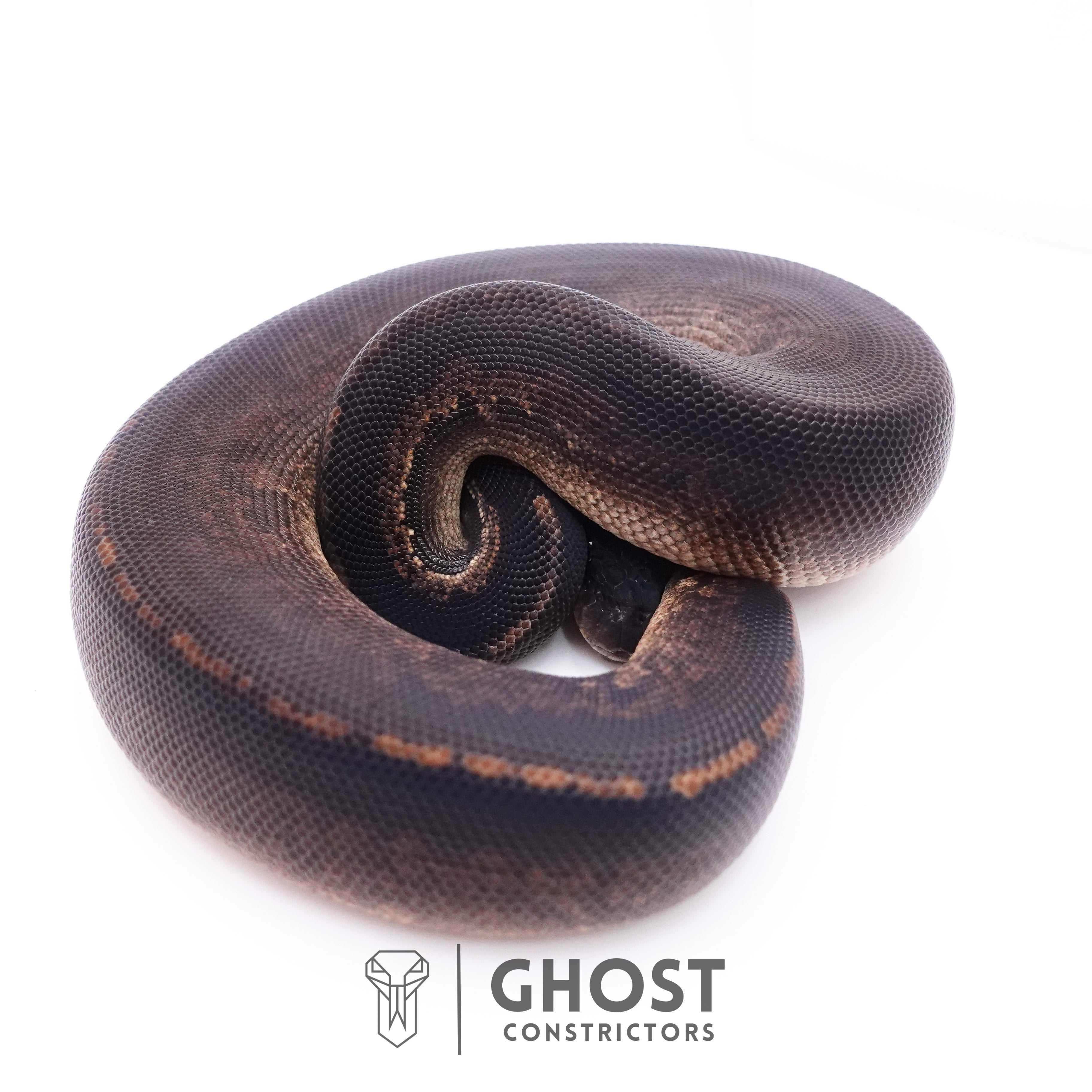 Black Ball Python for Sale | Dark Morphs – Ghost Constrictors