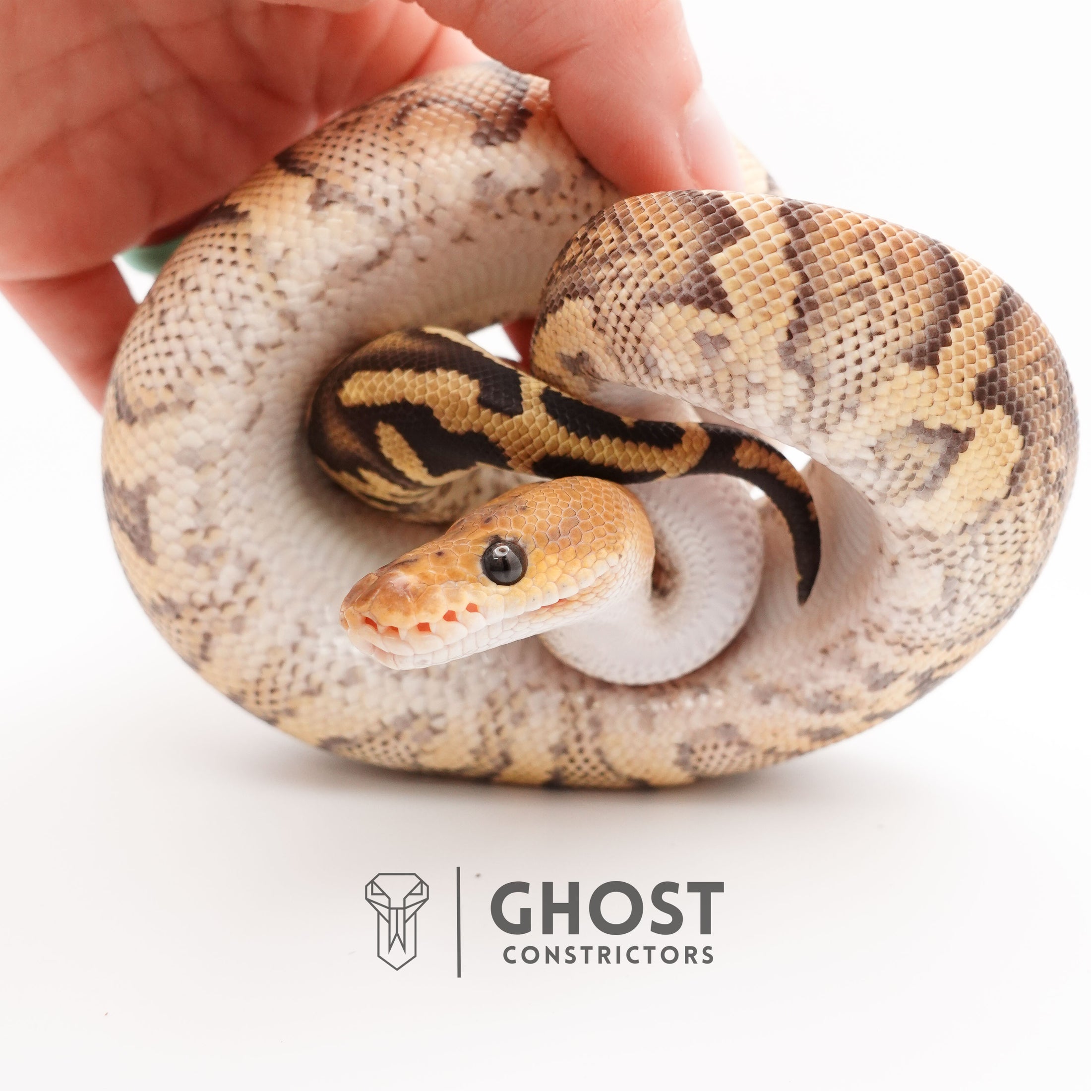 Hurricane Stranger Spotnose Fire Clown Het Monsoon Ball Python – Ghost ...
