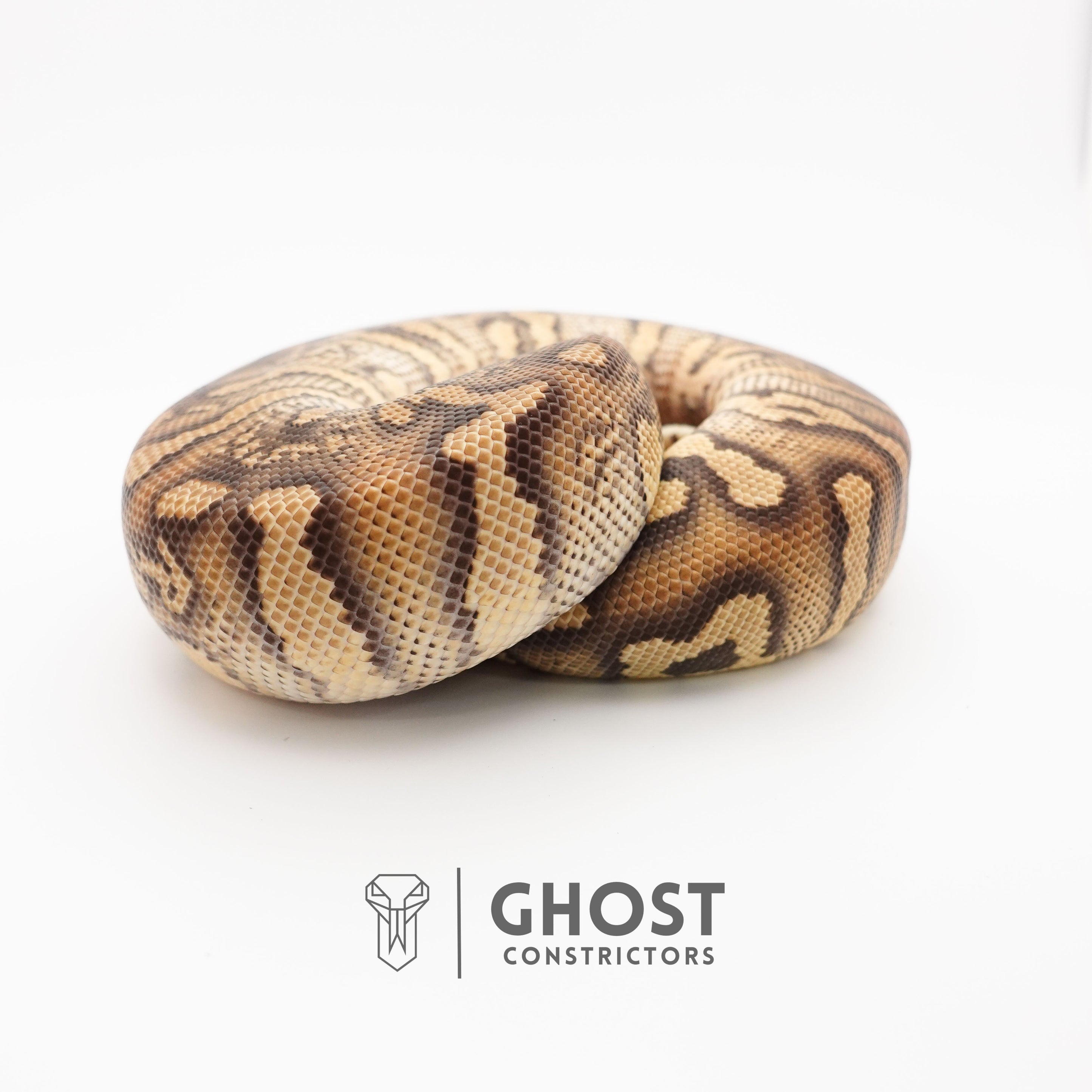 Hurricane Stranger Spotnose Fire Clown Het Monsoon Ball Python – Ghost ...