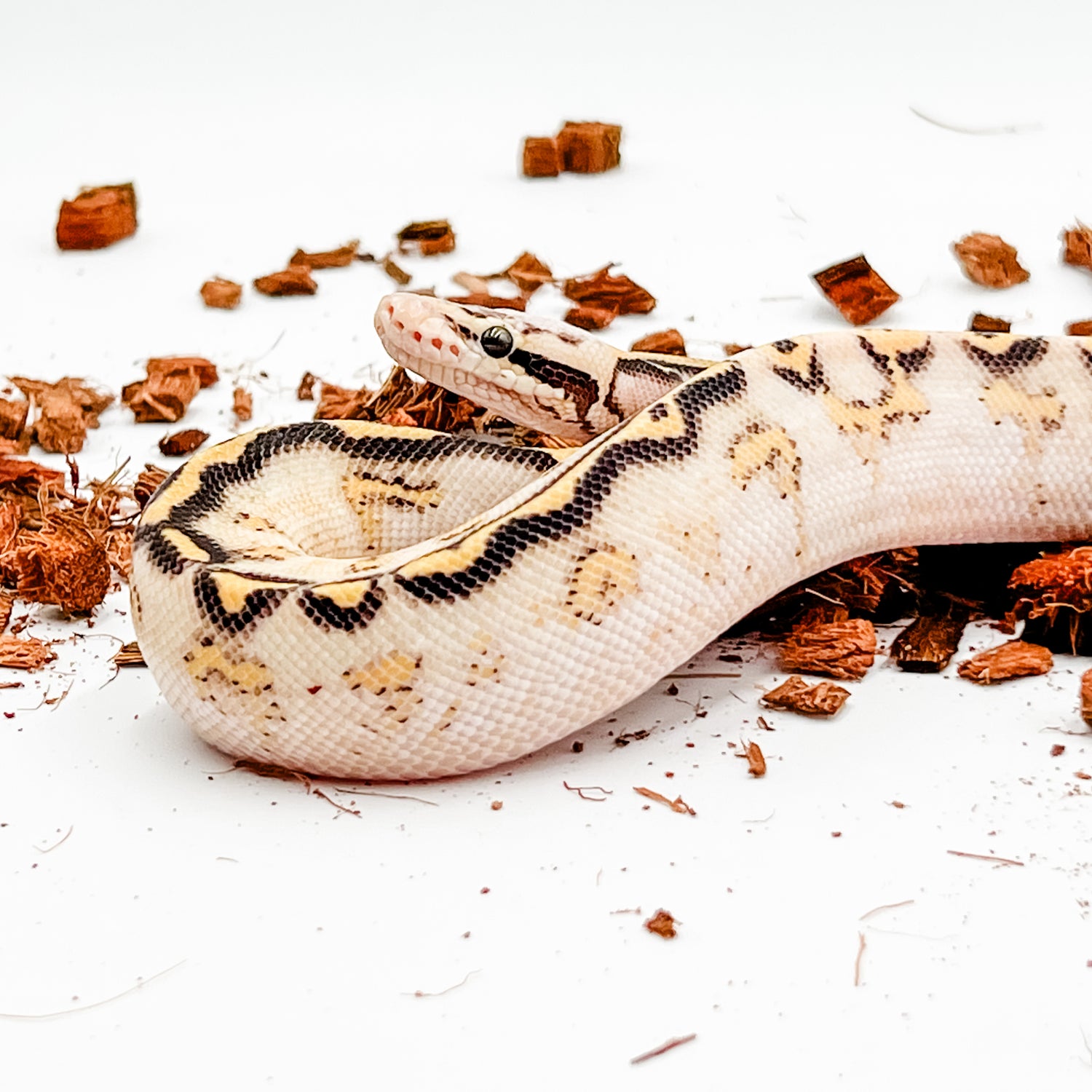 Premium Ball Pythons | Unique Morphs & Expert Care |Ghost Constrictors